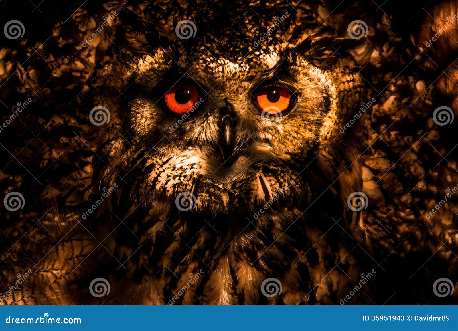 Hibou hypnotique image stock. Image du hypnotique, mammifères - 35951943