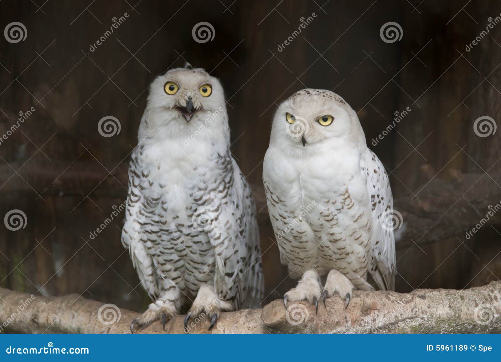 Hiboux blancs image stock. Image du yeux, groupe, clavettes - 5961189