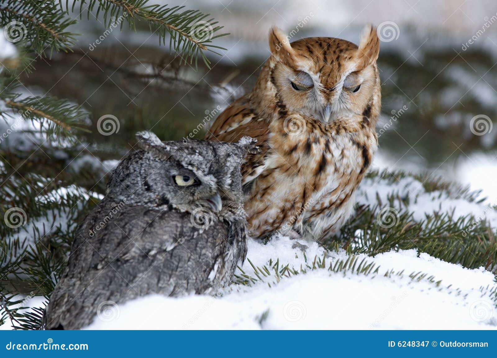 Hiboux de cri strident image stock. Image du plumage, animal - 6248347