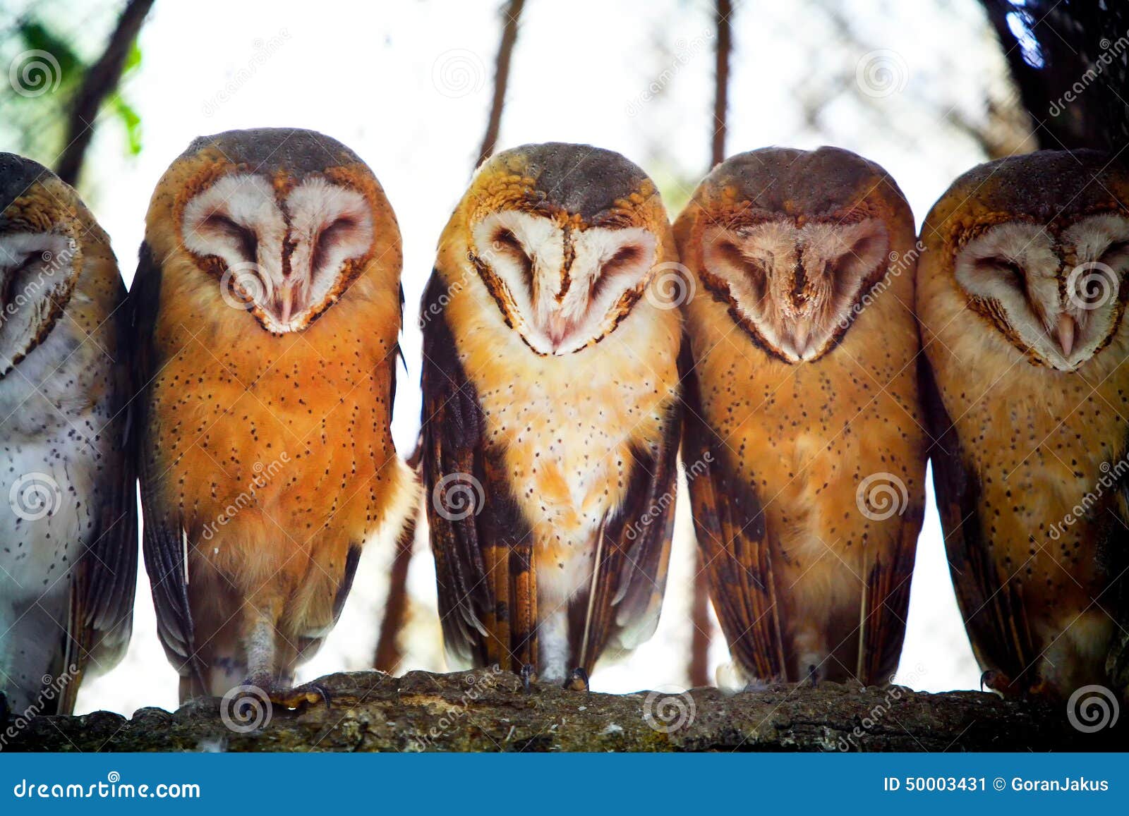 Hiboux Sur La Branche D'arbre Image stock - Image du support, visage ...