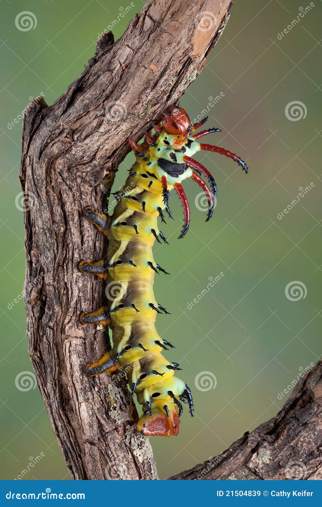 Hickory Horned Devil on Branch Stock Image - Image of wildlife, nature ...