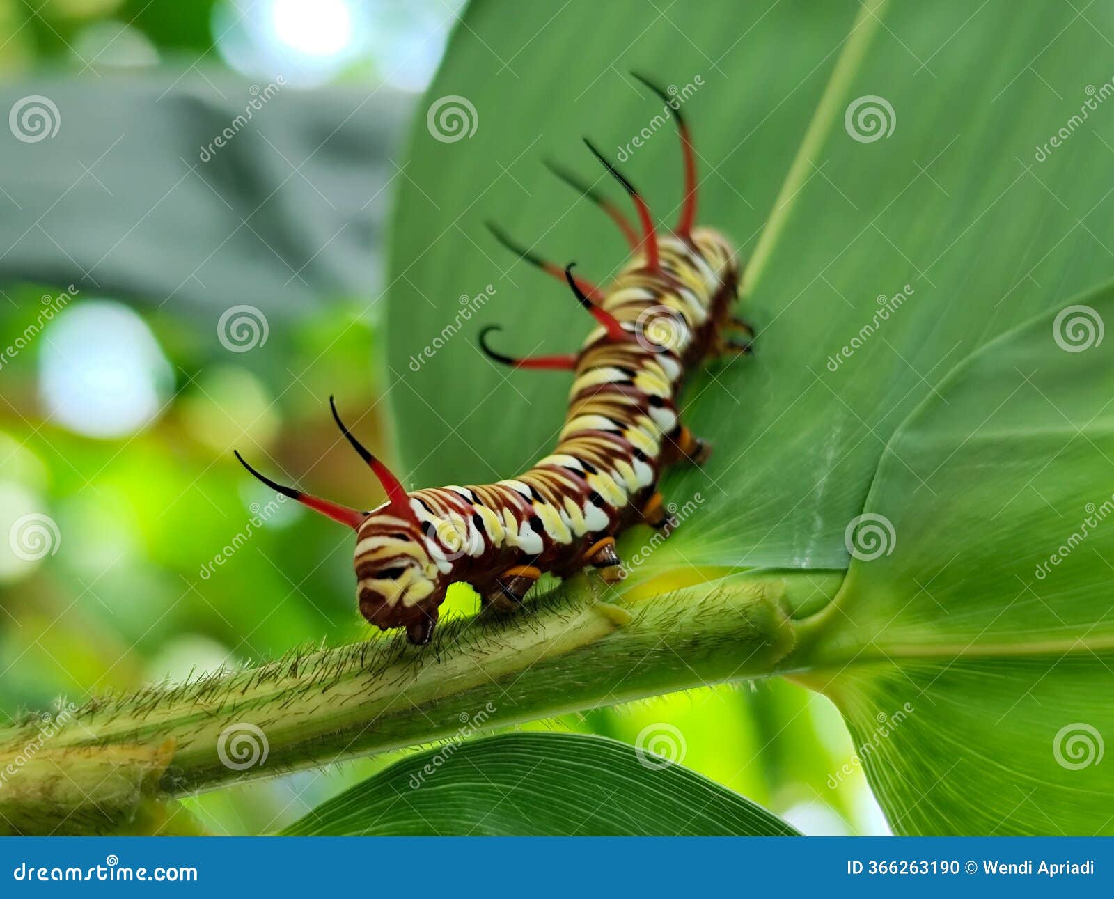 A Hickory Horned Devil Moth Caterpillar. Royalty-Free Stock Image ...