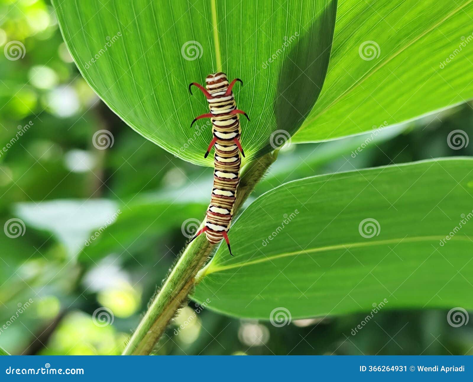 A Hickory Horned Devil Moth Caterpillar. Royalty-Free Stock Image ...