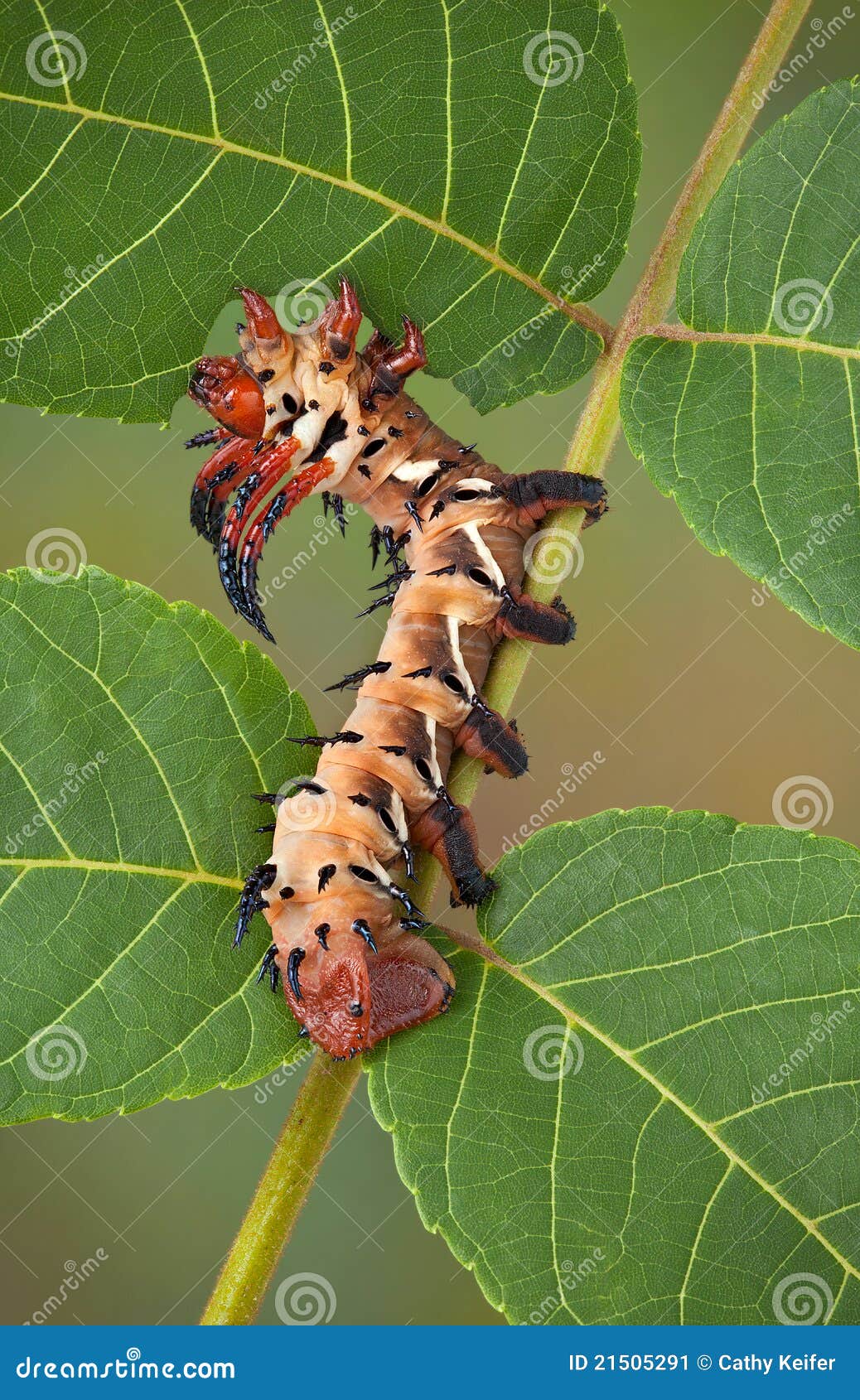 Hickory Horned Devil on Walnut Tree Stock Image - Image of wildlife ...