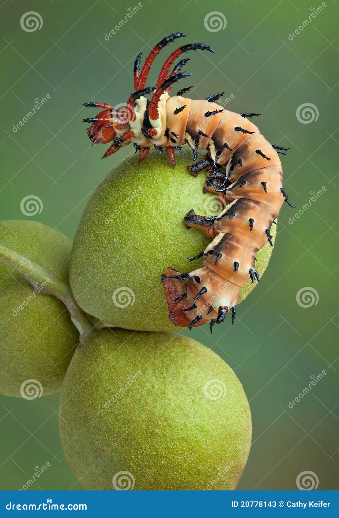 Hickory Horned Devil on Walnuts Stock Image - Image of lepidoptera ...