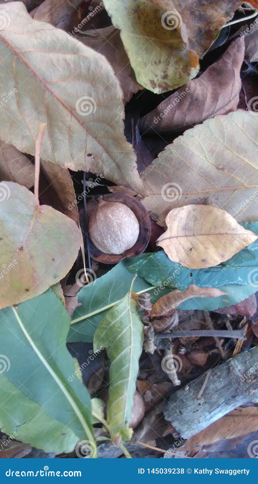 Hickory nut in leaves stock photo. Image of natural - 145039238