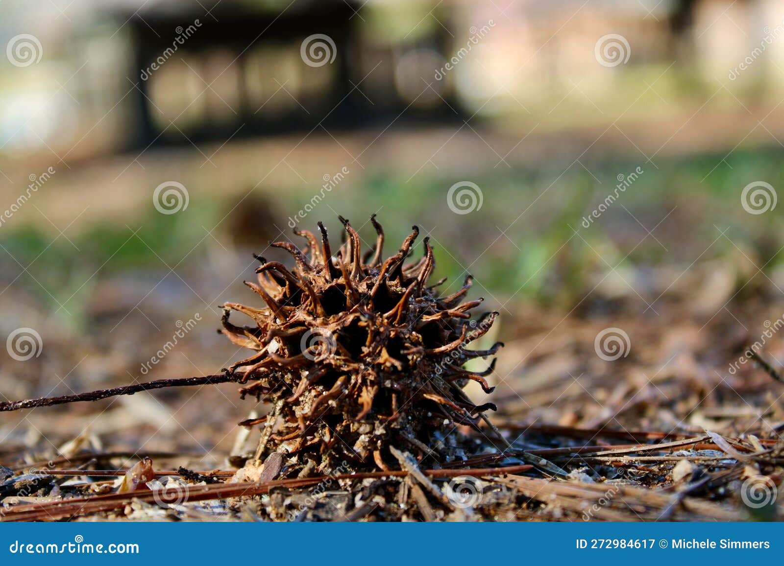 Chestnut Shell Near Lake Sinclair Georgia Stock Image - Image of twig ...