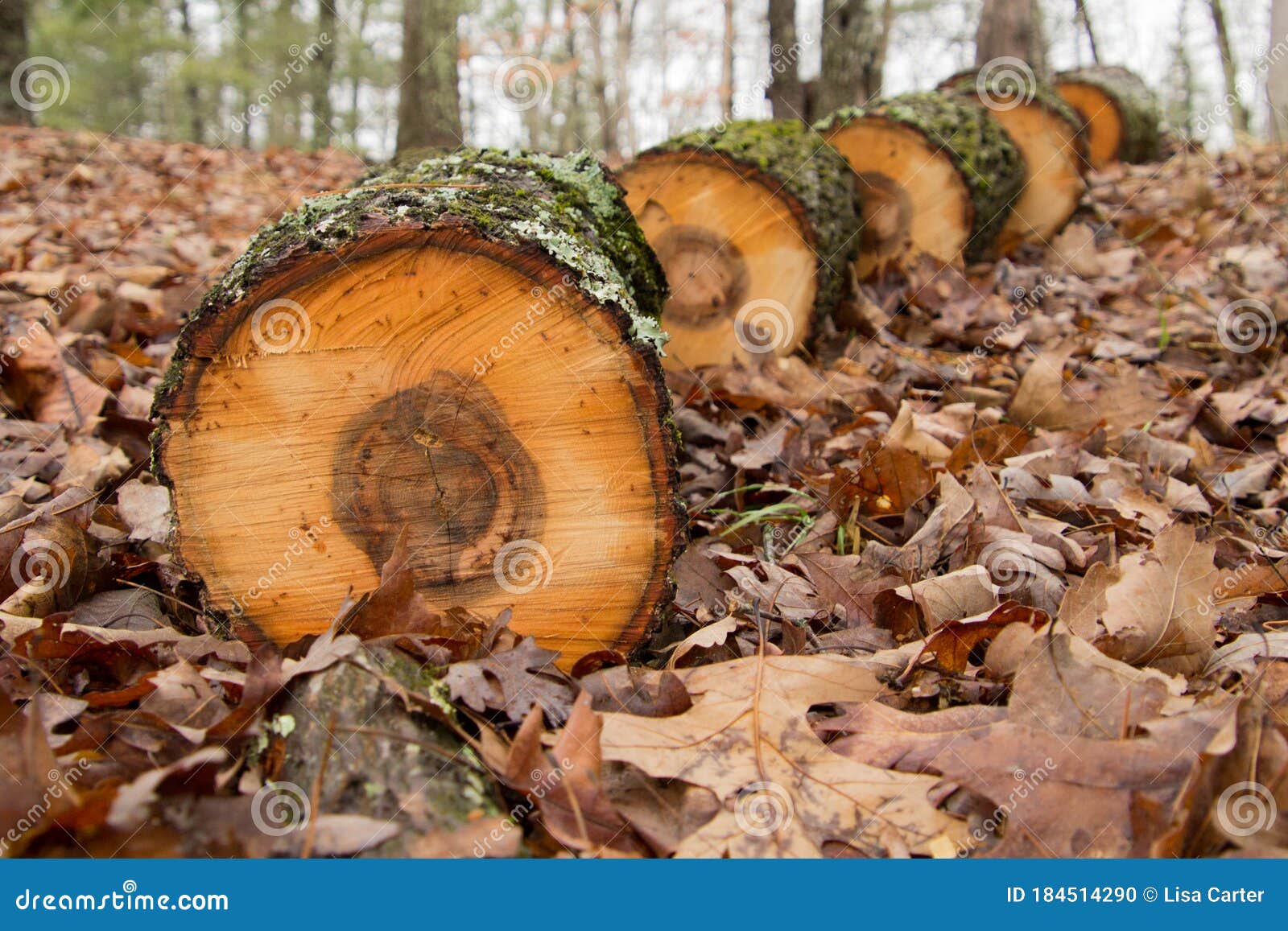 Hickory Tree Chopped in Leaves. Stock Photo - Image of forest, leaves ...
