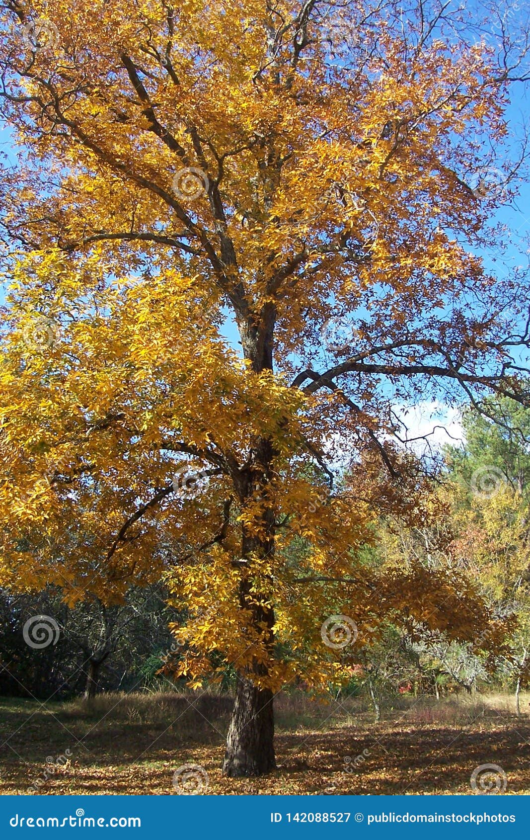 Hickory Tree In Fall Picture. Image: 142088527