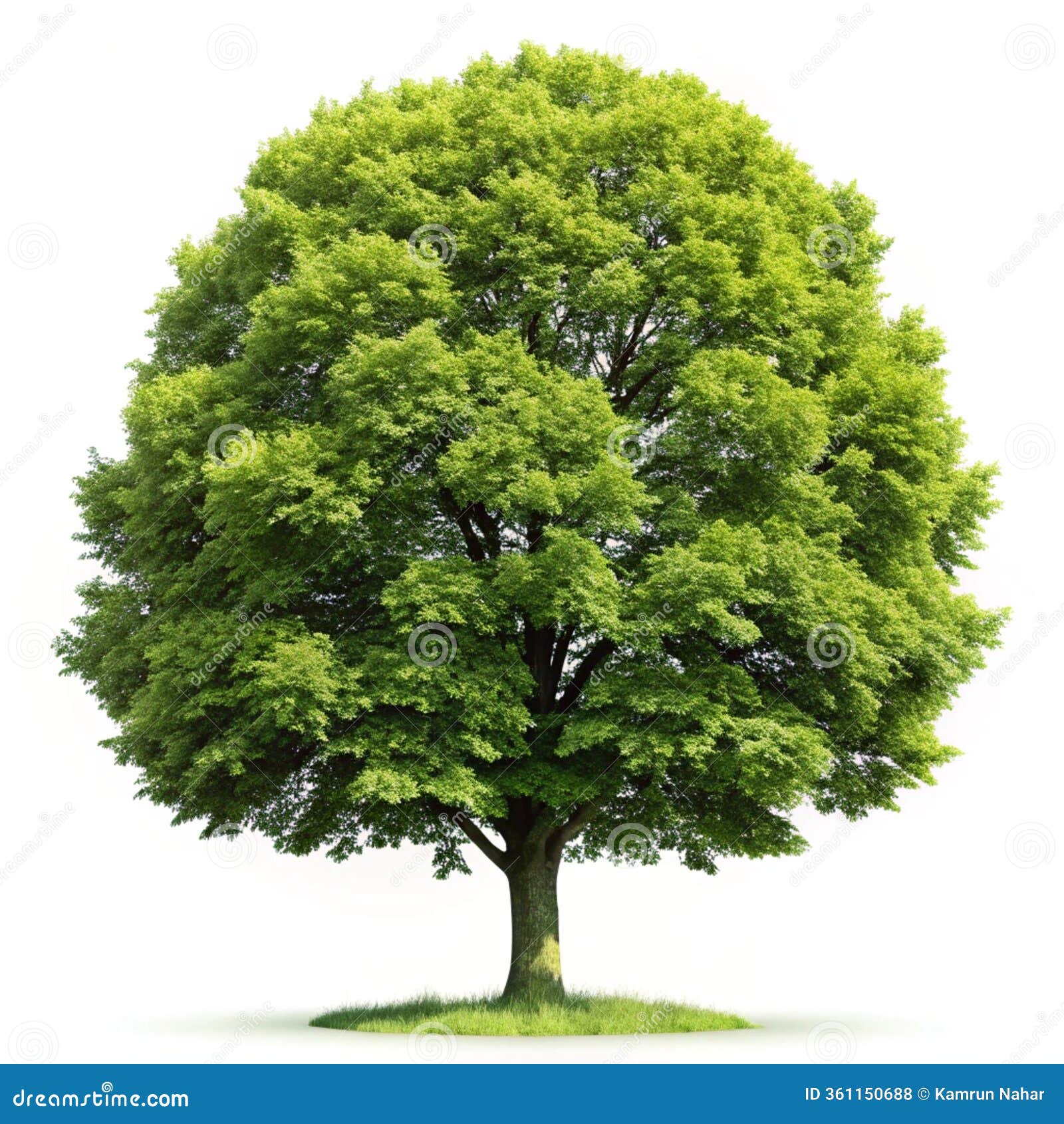 Set Of Red Hickory Tree Isolated On White Background. 3D Render. Stock ...