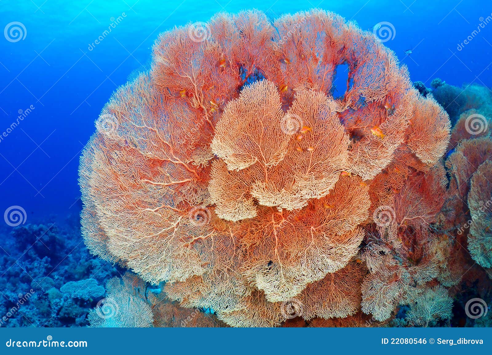 Hickson s fan coral stock photo. Image of tropical, egypt - 22080546