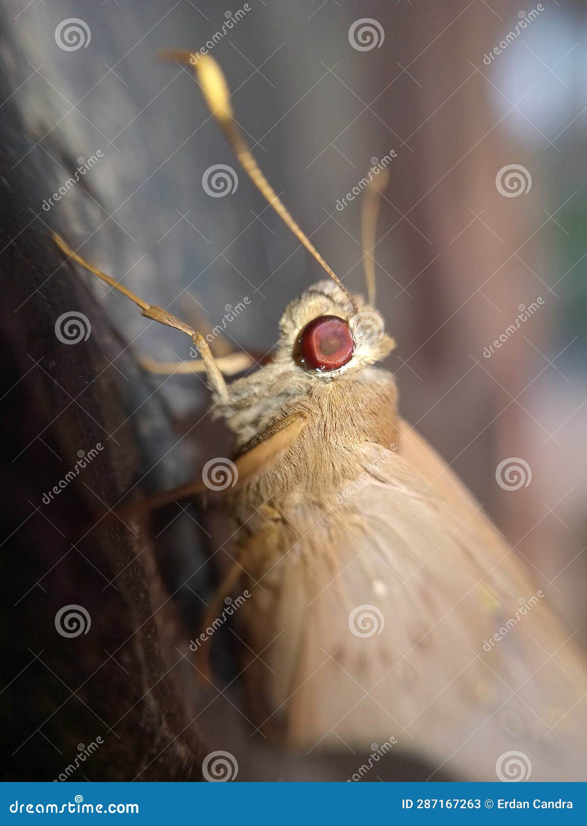 Hidari irava stock image. Image of macro, beautiful - 287167263