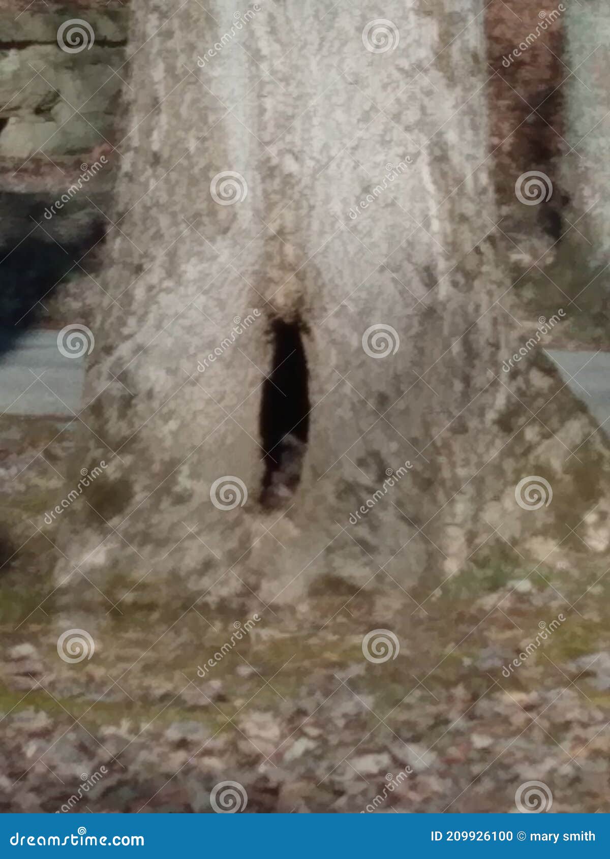 Hidden animal tree den stock photo. Image of cave, wildlife - 209926100