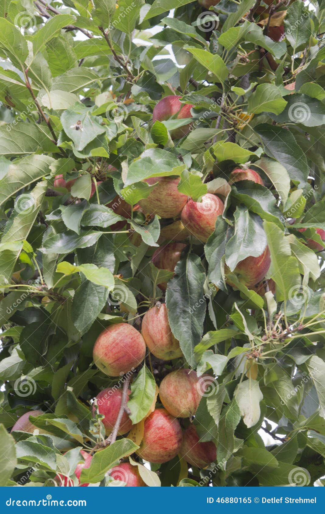 Hidden apples stock image. Image of branch, mellow, snack - 46880165