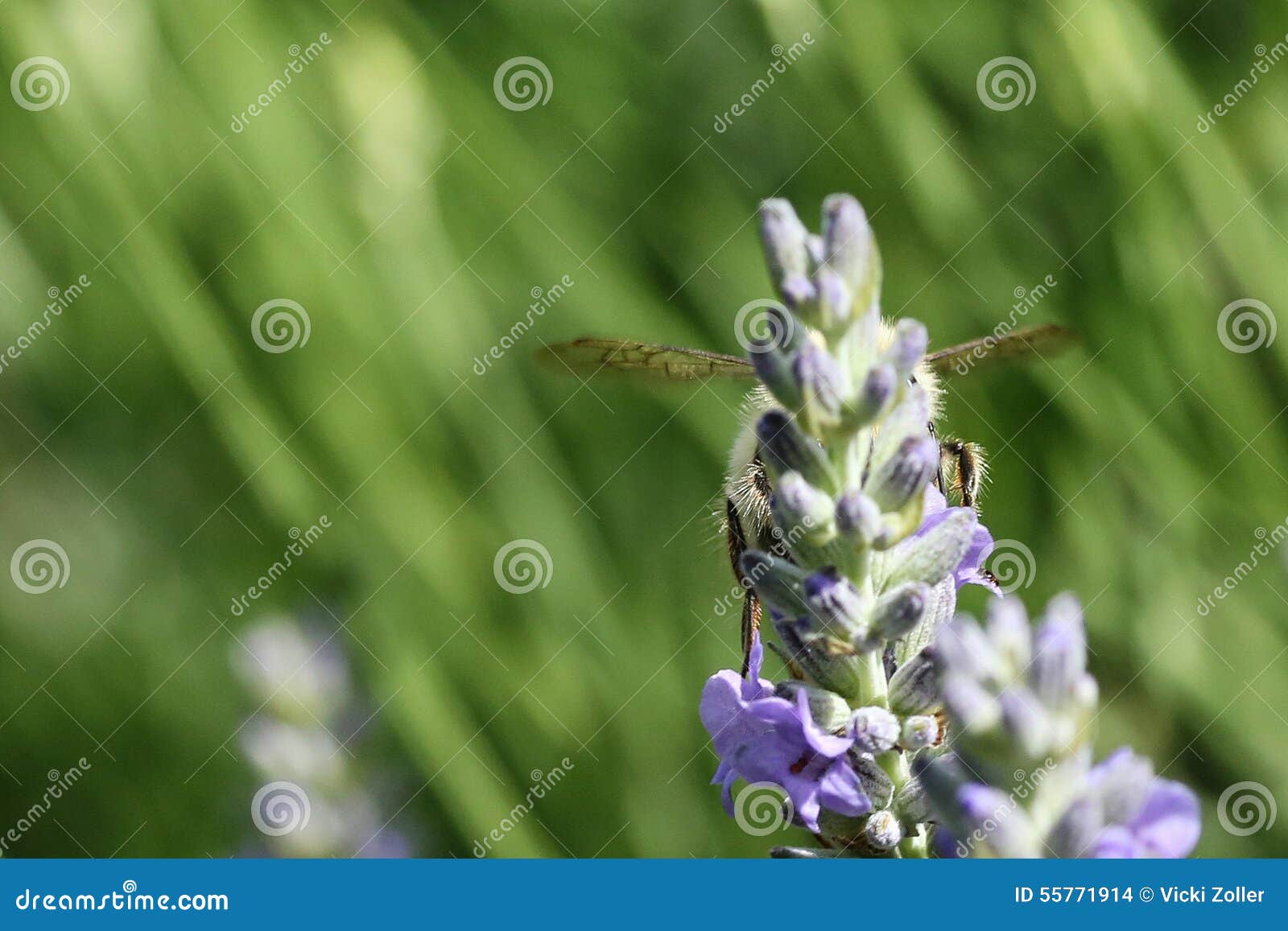 Hidden bee stock photo. Image of landing, hidden, flying - 55771914