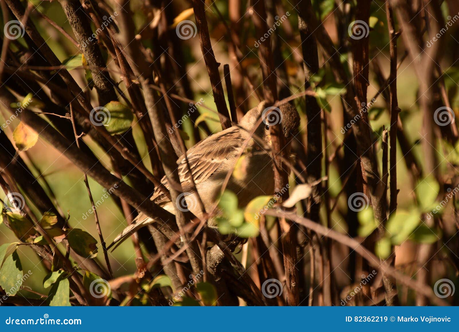 Hidden Bird stock image. Image of tree, nature, haussperling - 82362219