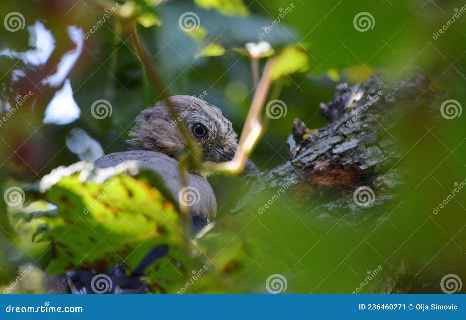 Hidden Bird Nest In Tree Royalty-Free Stock Photo | CartoonDealer.com ...