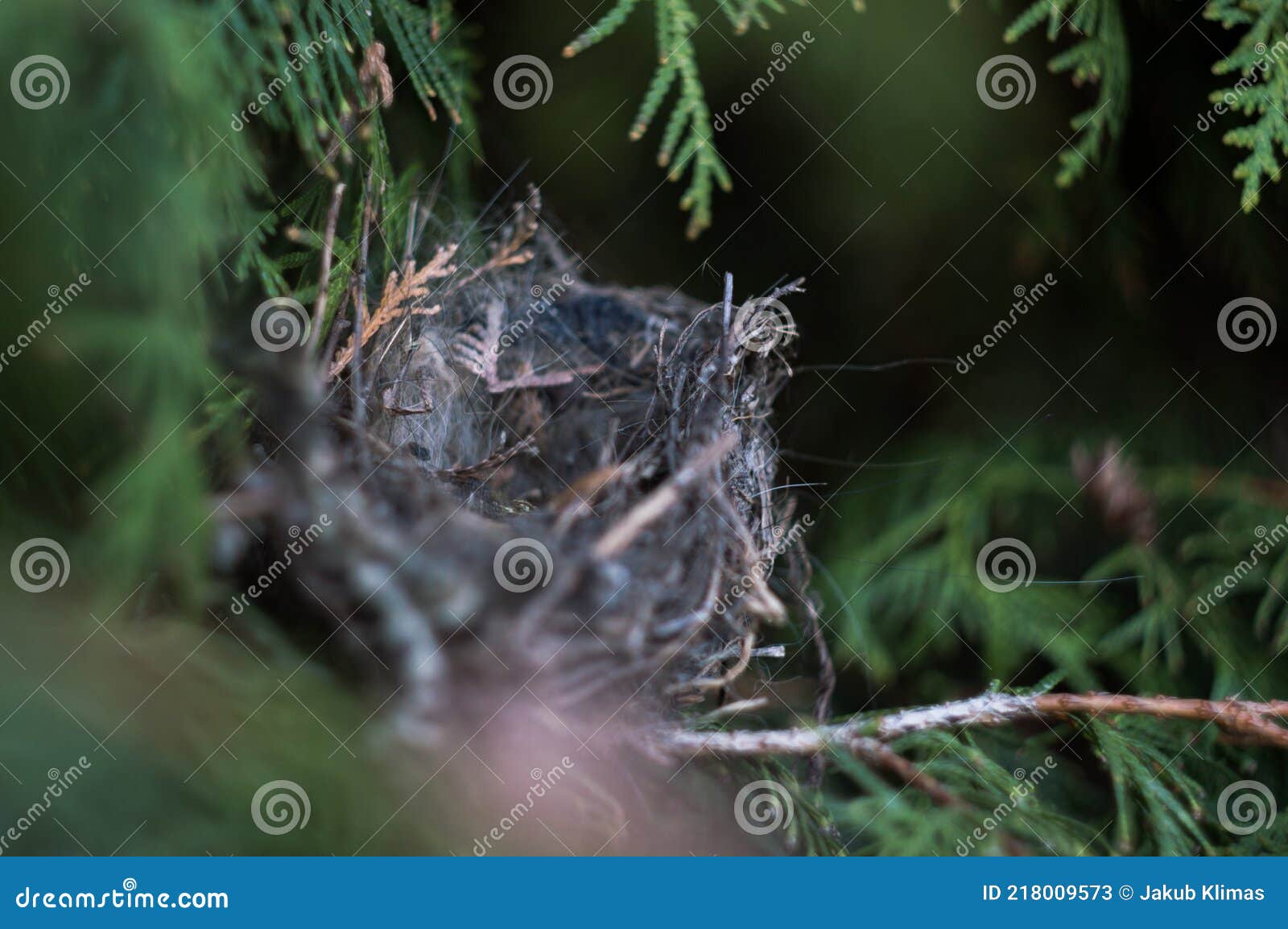 Hidden Bird`s Nest in the Tree Stock Image - Image of season, copy ...