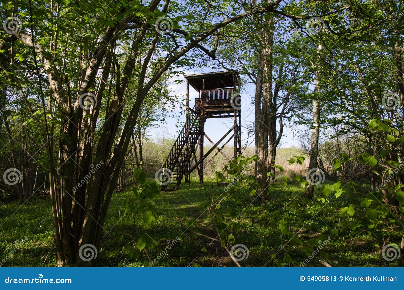 Hidden Bird Stock Photo | CartoonDealer.com #88353750