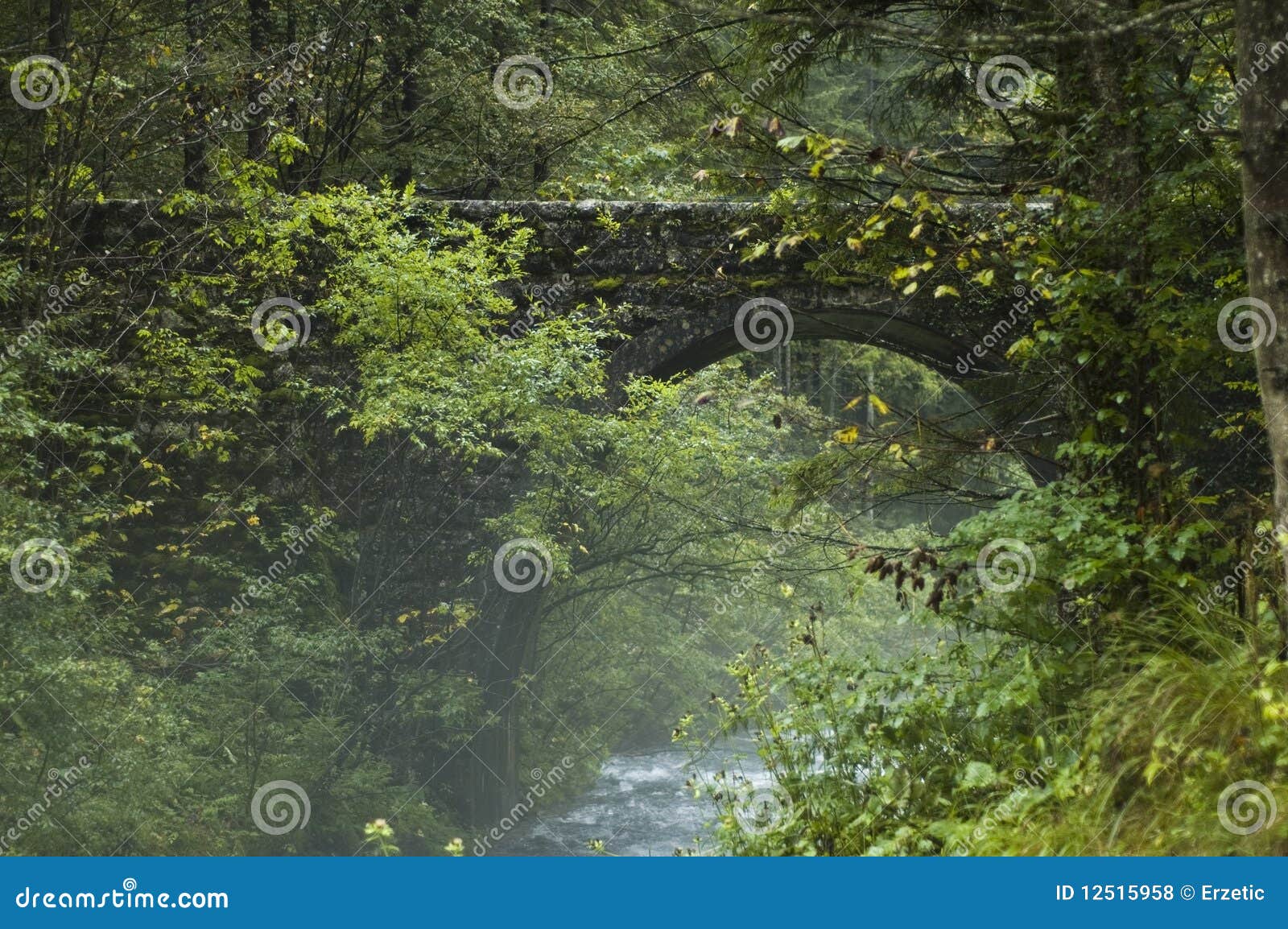 Hidden bridge stock photo. Image of morning, river, leaves - 12515958