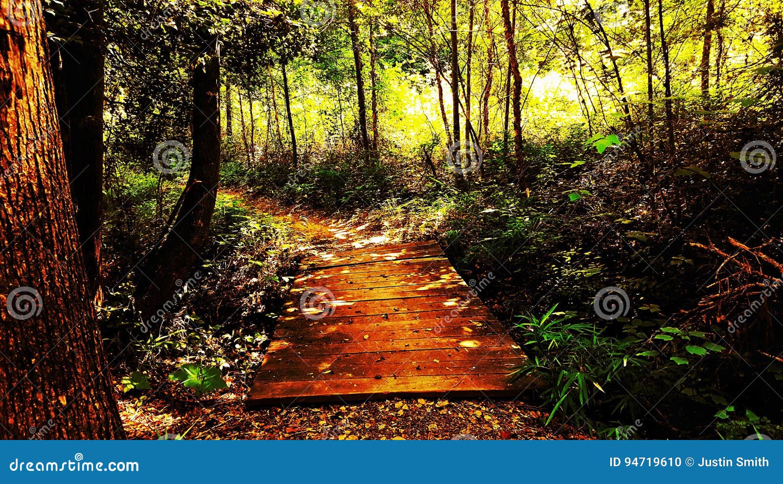 Hidden bridge stock photo. Image of wooded, area, hidden - 94719610