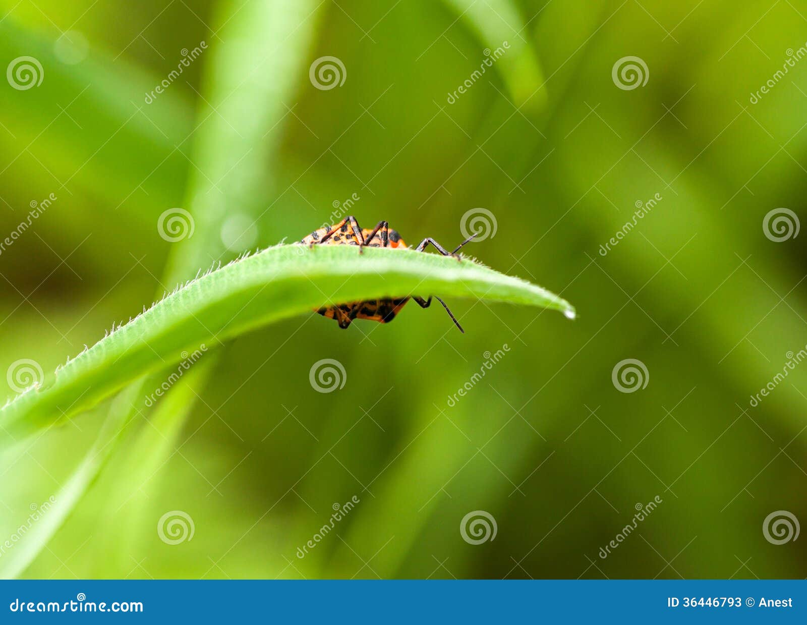 Hidden bug stock image. Image of climb, minstrel, single - 36446793