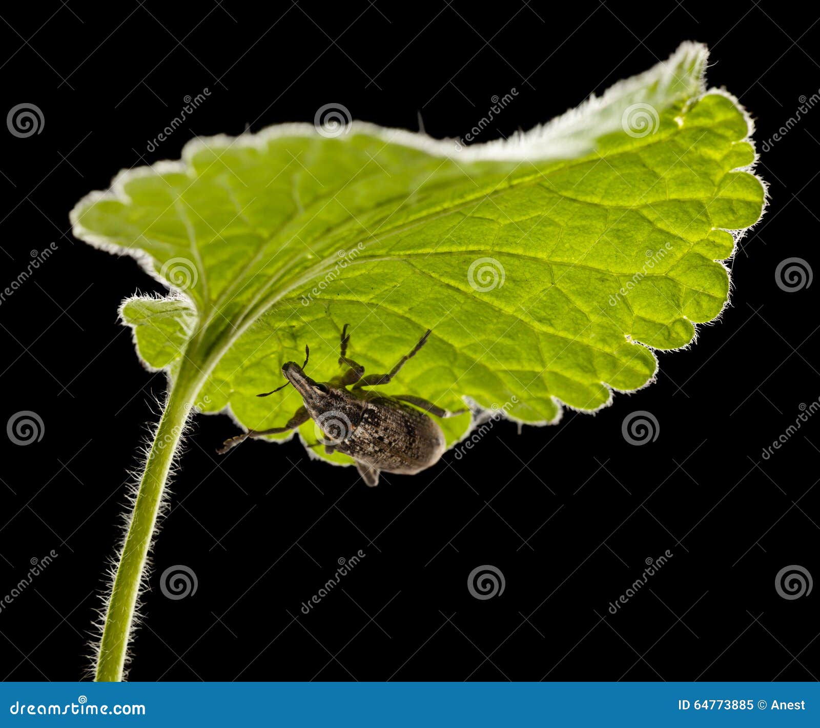 Hidden bug stock image. Image of sulcatus, vine, tiny - 64773885