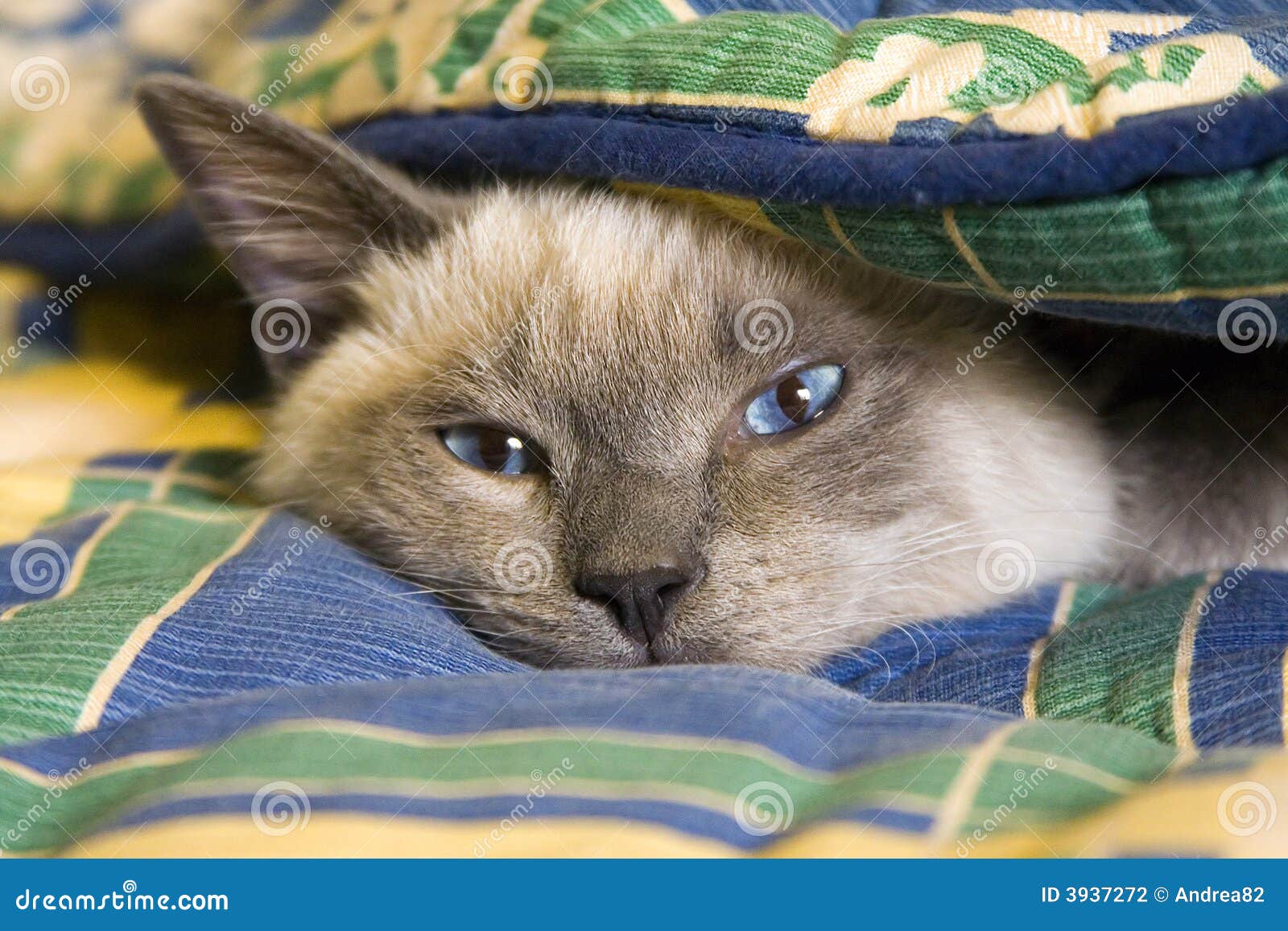 Hidden cat stock photo. Image of color, animal, cover - 3937272