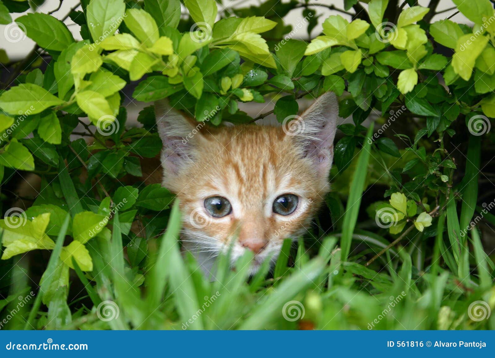 Hidden Cat stock photo. Image of mamifero, hairy, feline - 561816