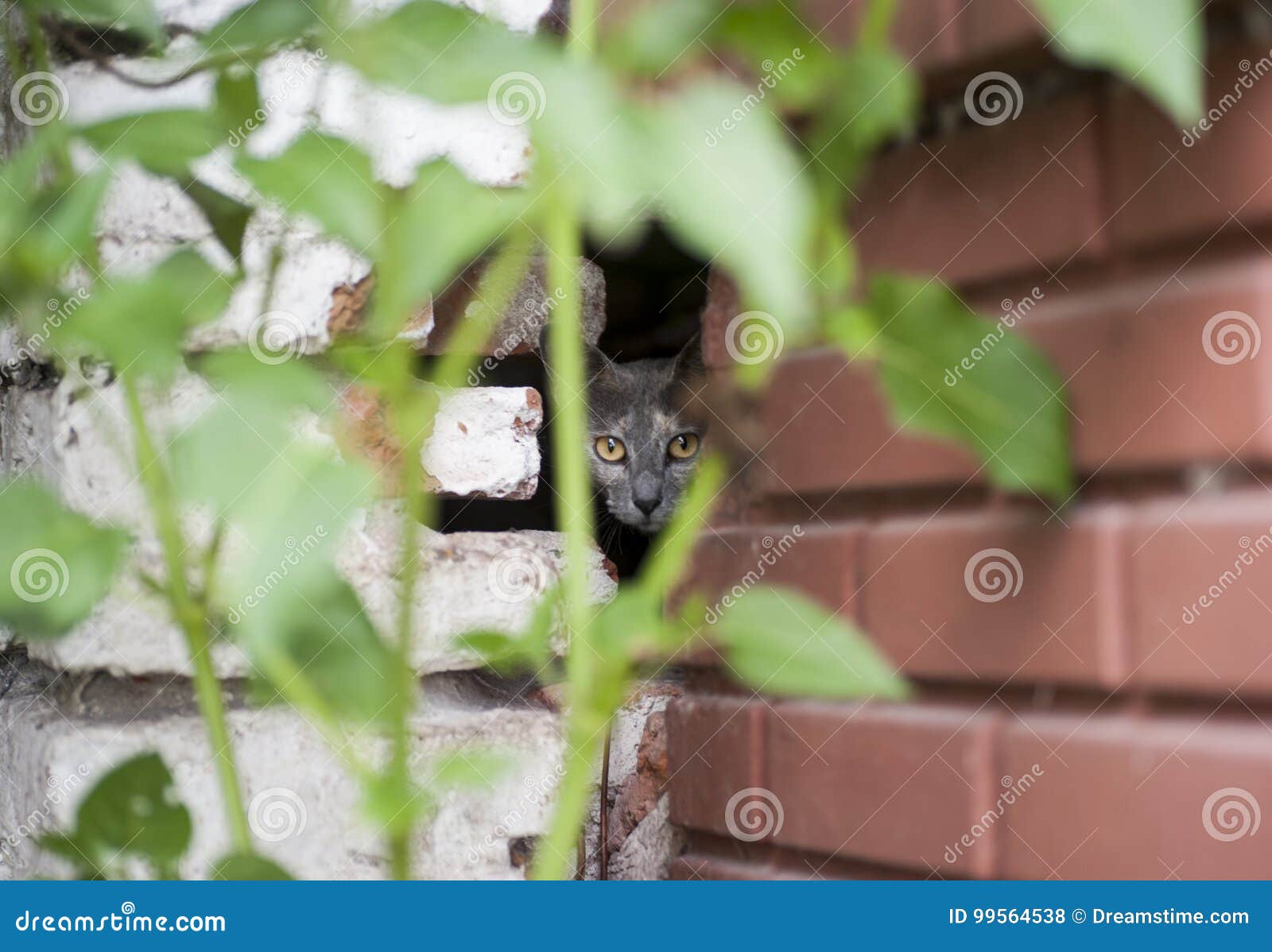 Hidden cat stock photo. Image of hidden, looking, animal - 99564538