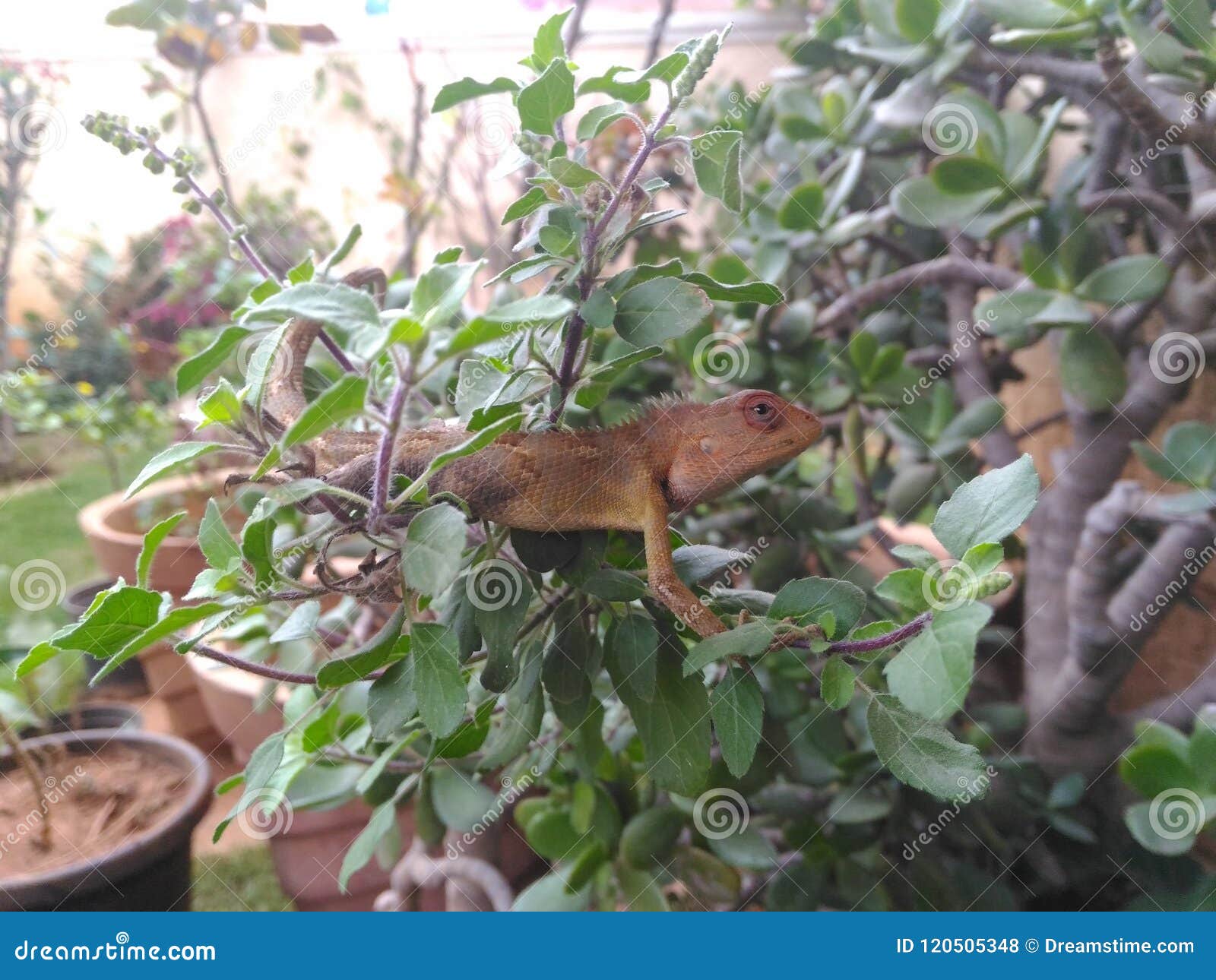 Hidden chameleon stock photo. Image of hidden, chameleon - 120505348