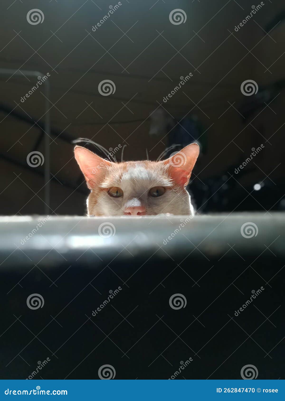Hidden cute cat stock photo. Image of cute, snout, whiskers - 262847470