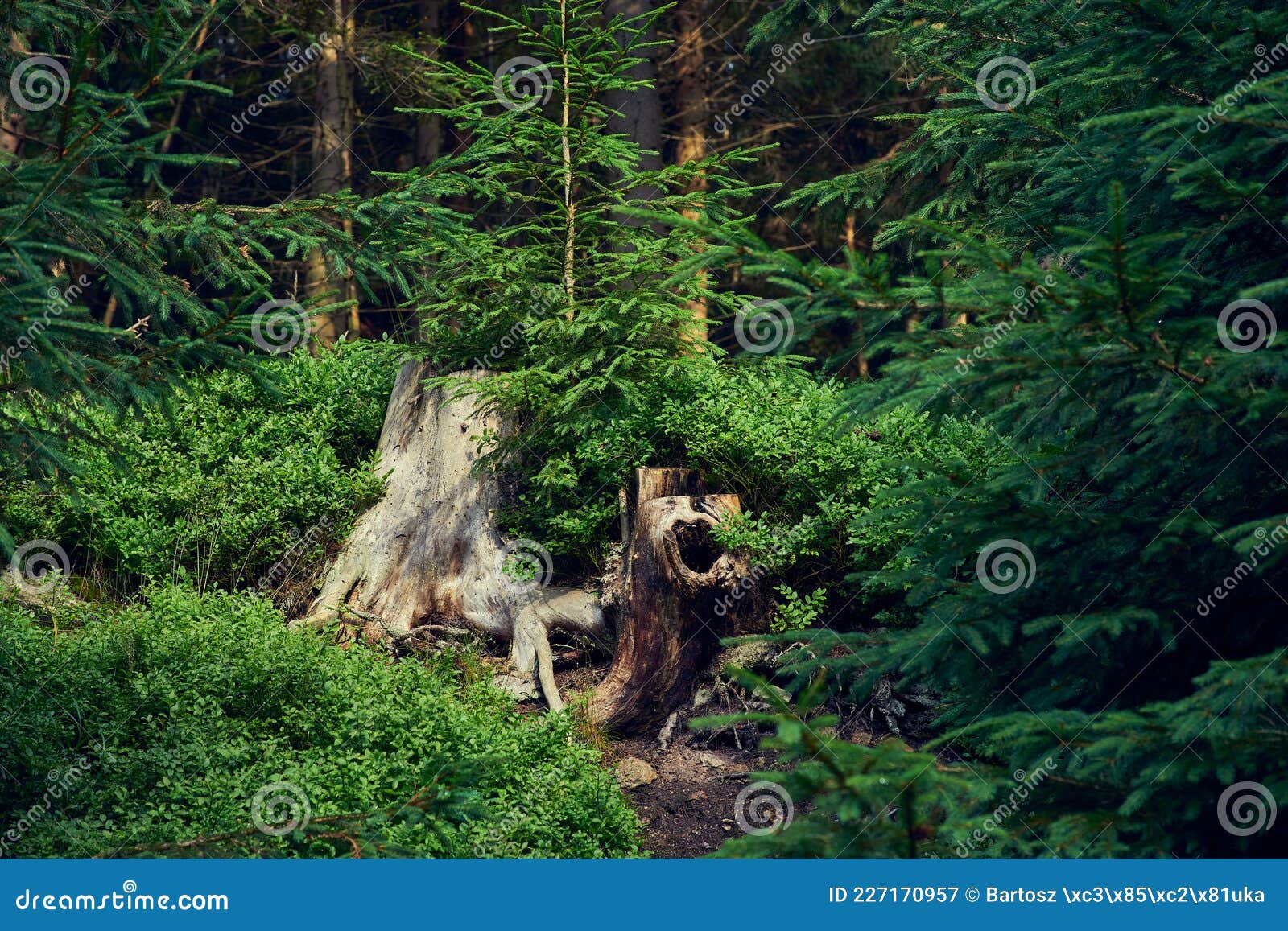 Hidden Dead Tree Stumps. Stock Photography | CartoonDealer.com #227170526