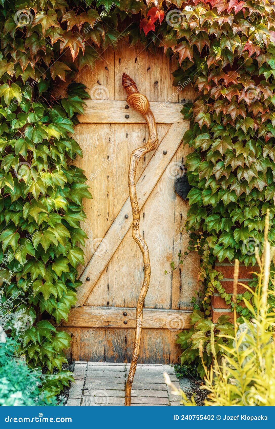 Hidden Door in Virginia Creeper. Stock Photo - Image of ornamental ...