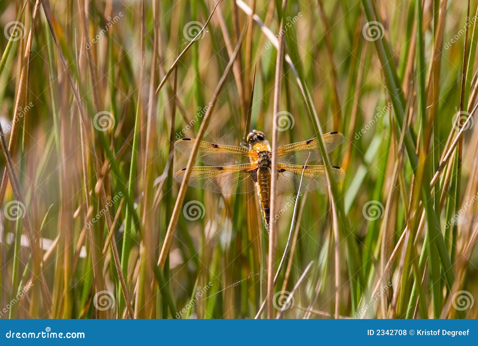 Hidden Dragon stock photo. Image of reed, winged, close - 2342708