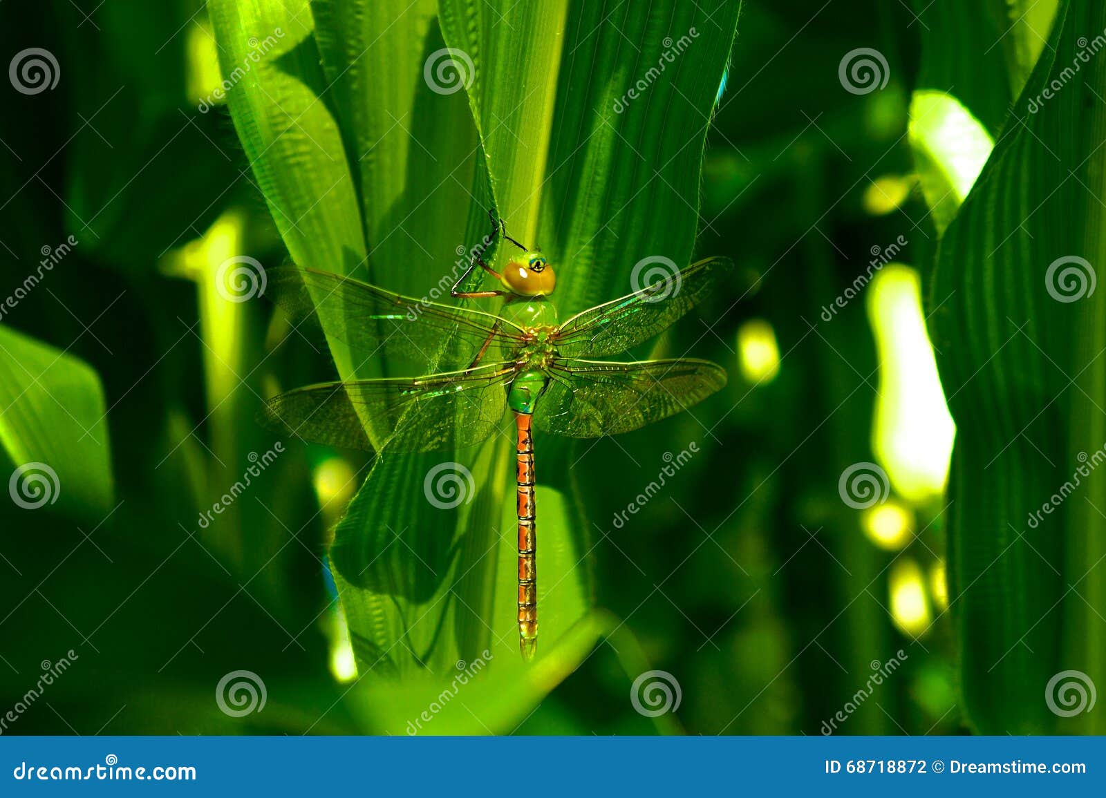 Hidden Dragonfly stock photo. Image of dragonfly, micro - 68718872