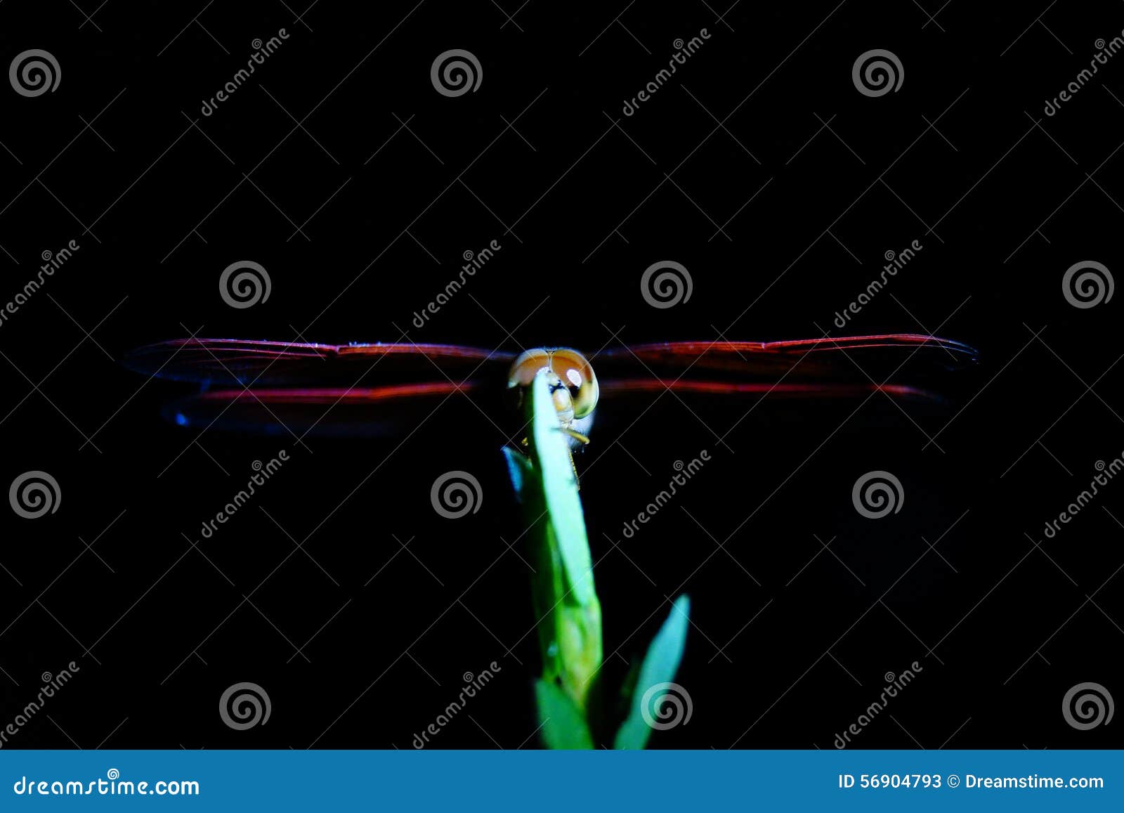 Hidden dragonfly stock image. Image of outdoor, grass - 56904793