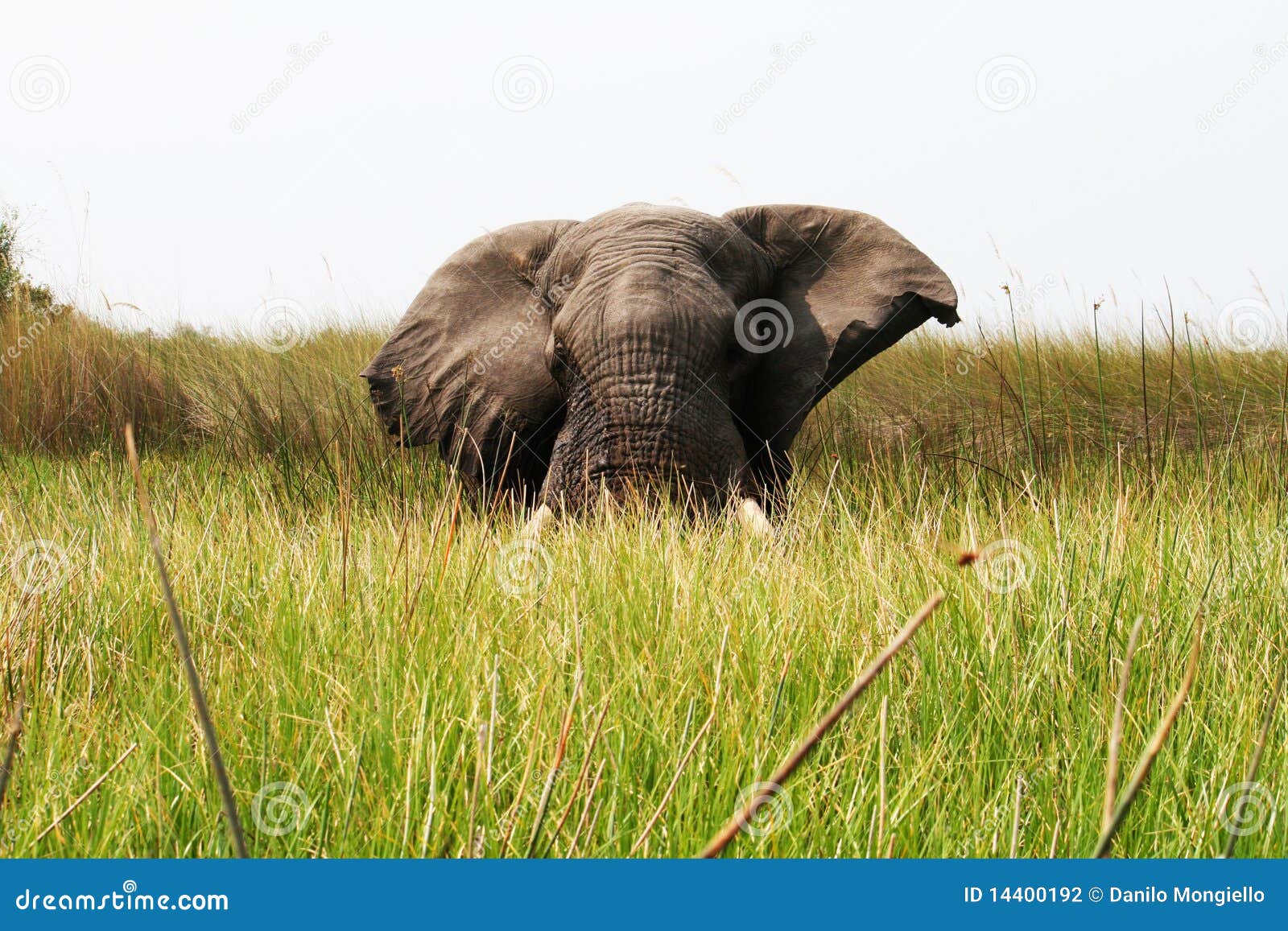 Hidden elephant stock photo. Image of hidden, savanna - 14400192