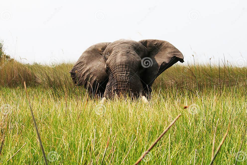 Hidden elephant stock photo. Image of hidden, savanna - 14400192