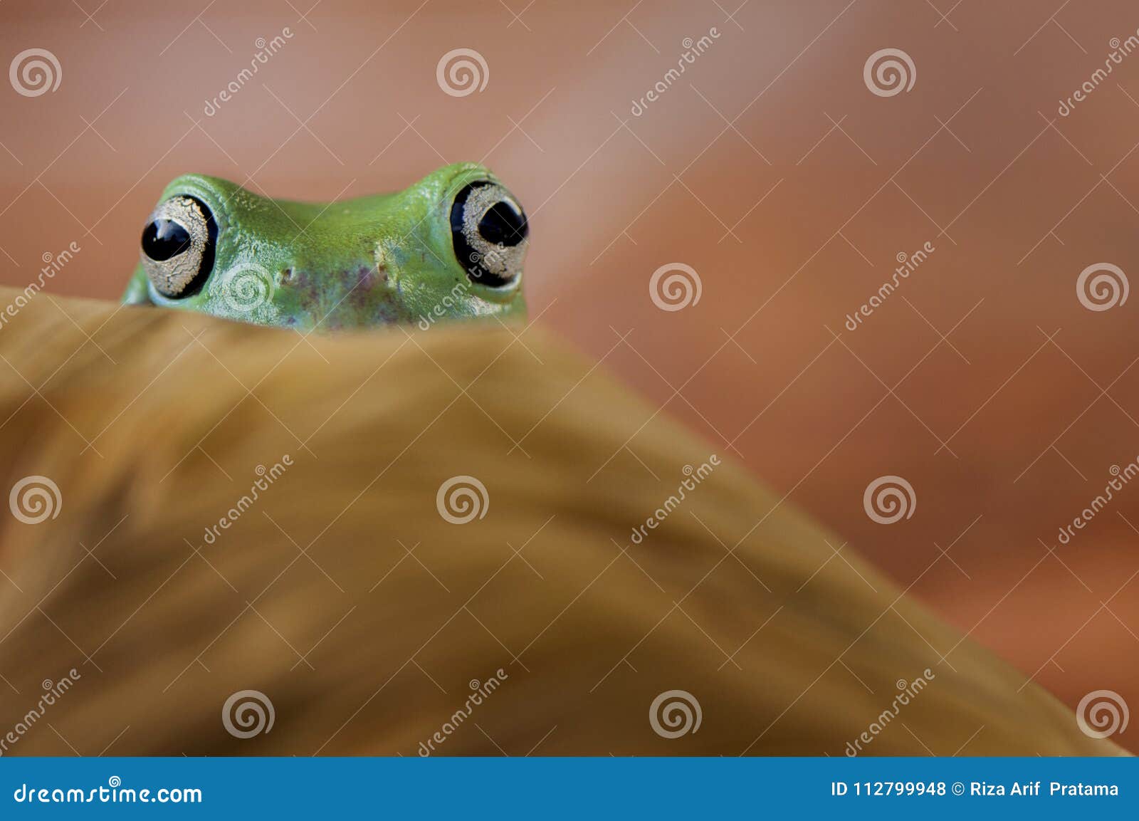Hidden eye frog stock photo. Image of green, amphibian - 112799948