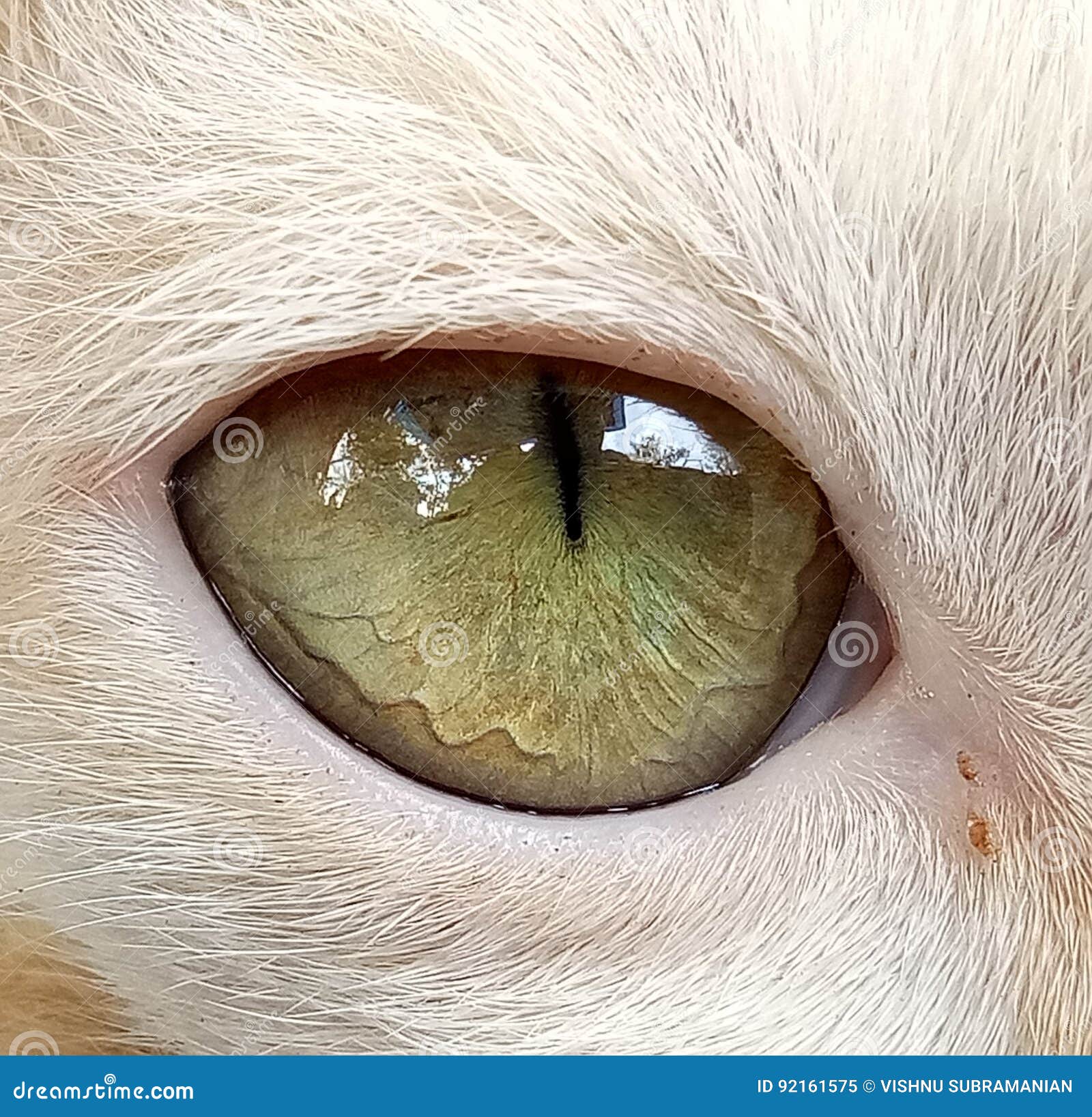 Hidden eyes editorial image. Image of eyes, important - 92161575