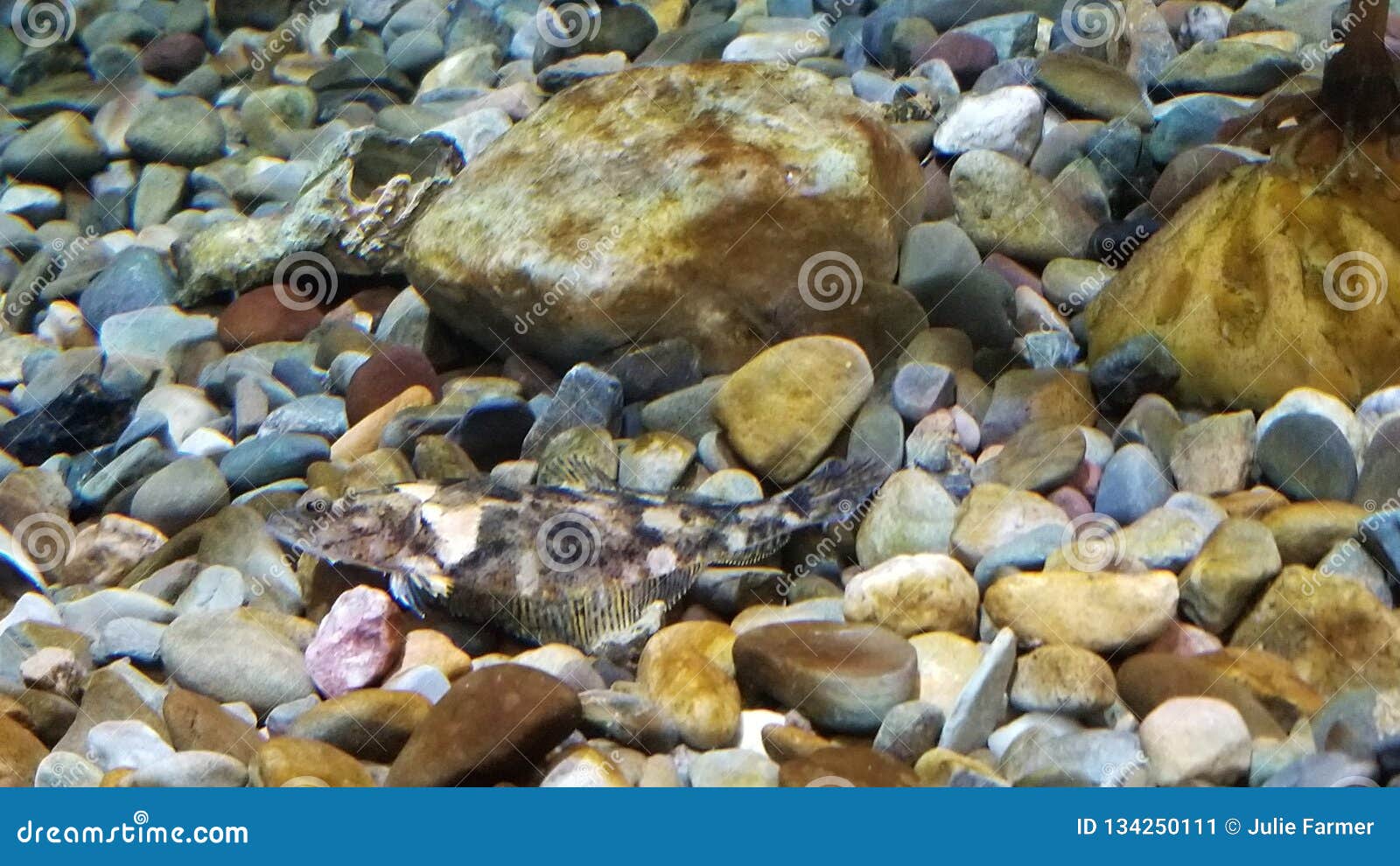 Hidden fish stock image. Image of water, fish, life - 134250111