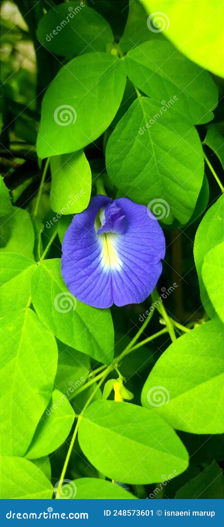 Hidden Flower Beauty Around Us Stock Image - Image of hidden, flower ...