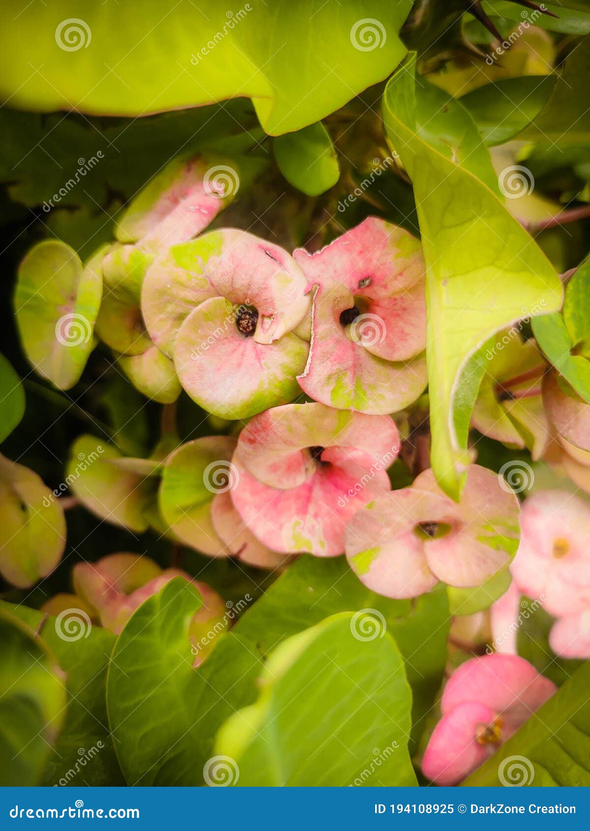 Hidden Flowers Under the Tree Stock Image - Image of flowers, plant ...