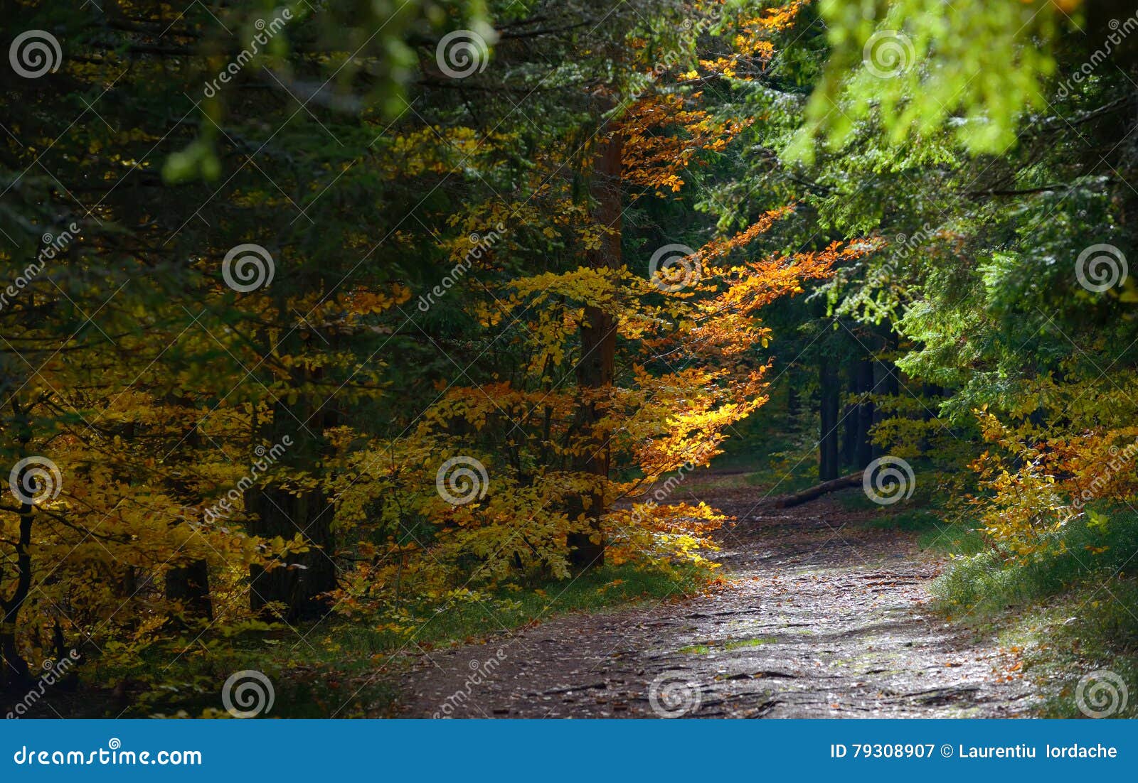 Hidden Forest Path stock image. Image of dark, realistic - 79308907