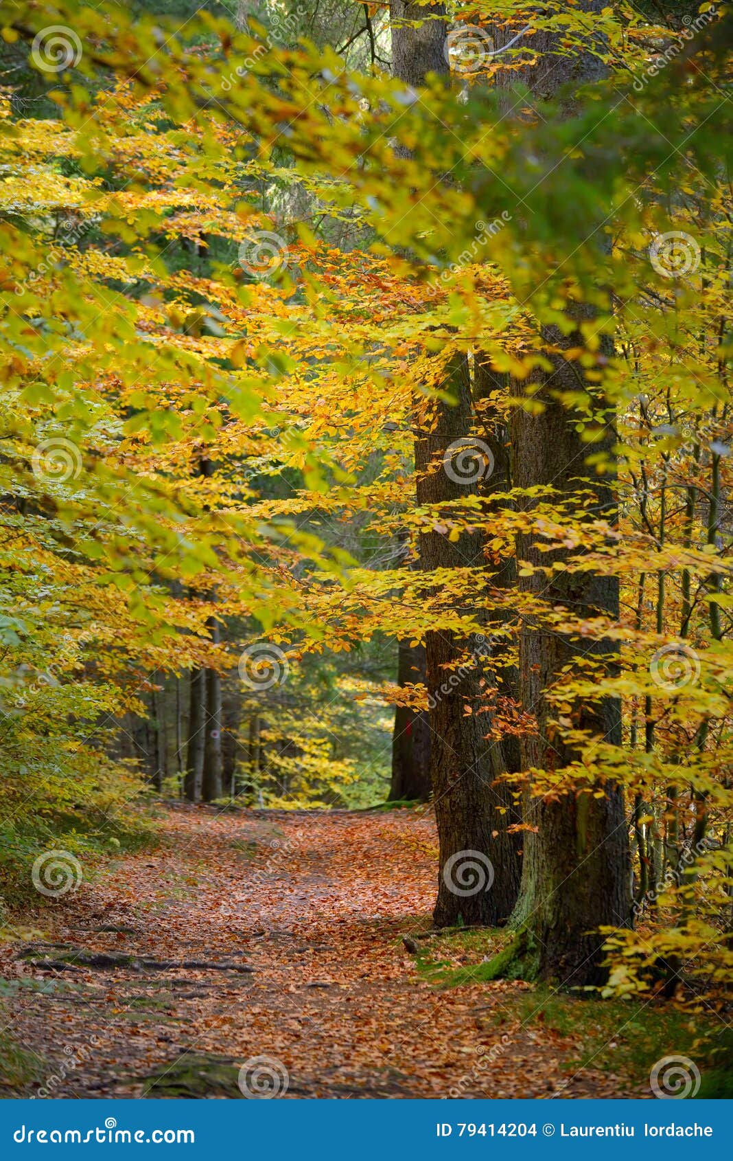 Hidden Forest Path stock photo. Image of mysterious, trail - 79414204