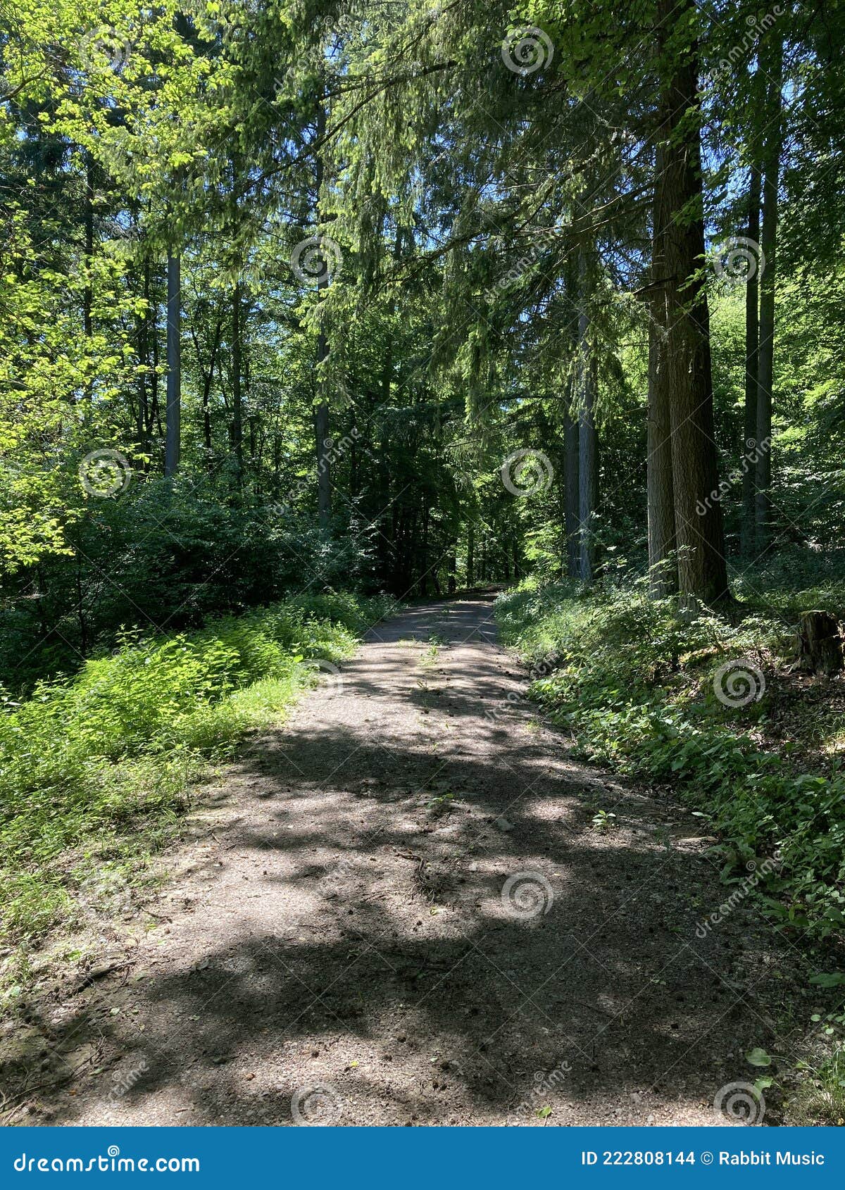 Forest Path Way Shadow Light Stock Photo - Image of meadow, deciduous ...