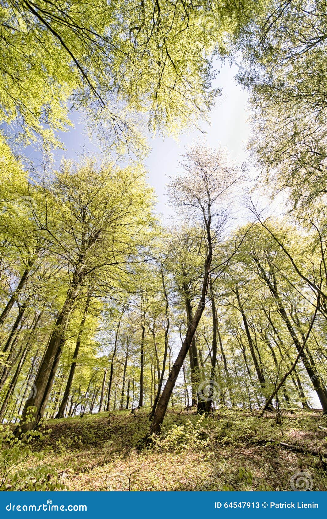 The hidden forest stock image. Image of nature, forest - 64547913