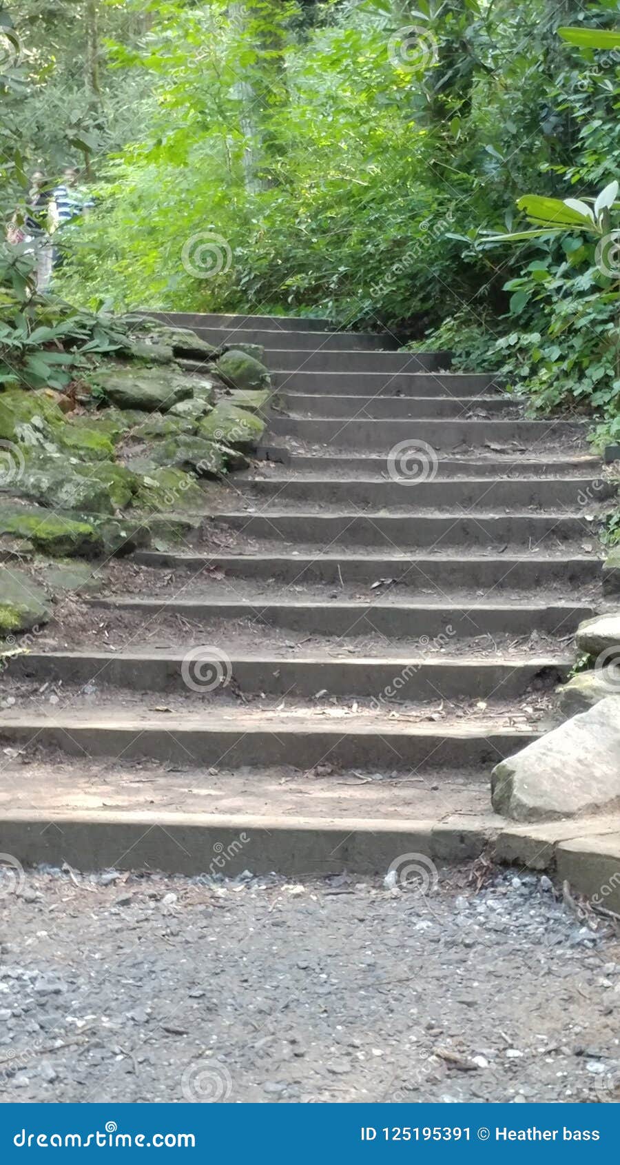 Hidden Forest Steps Secret Path Stock Image - Image of step, hidden ...