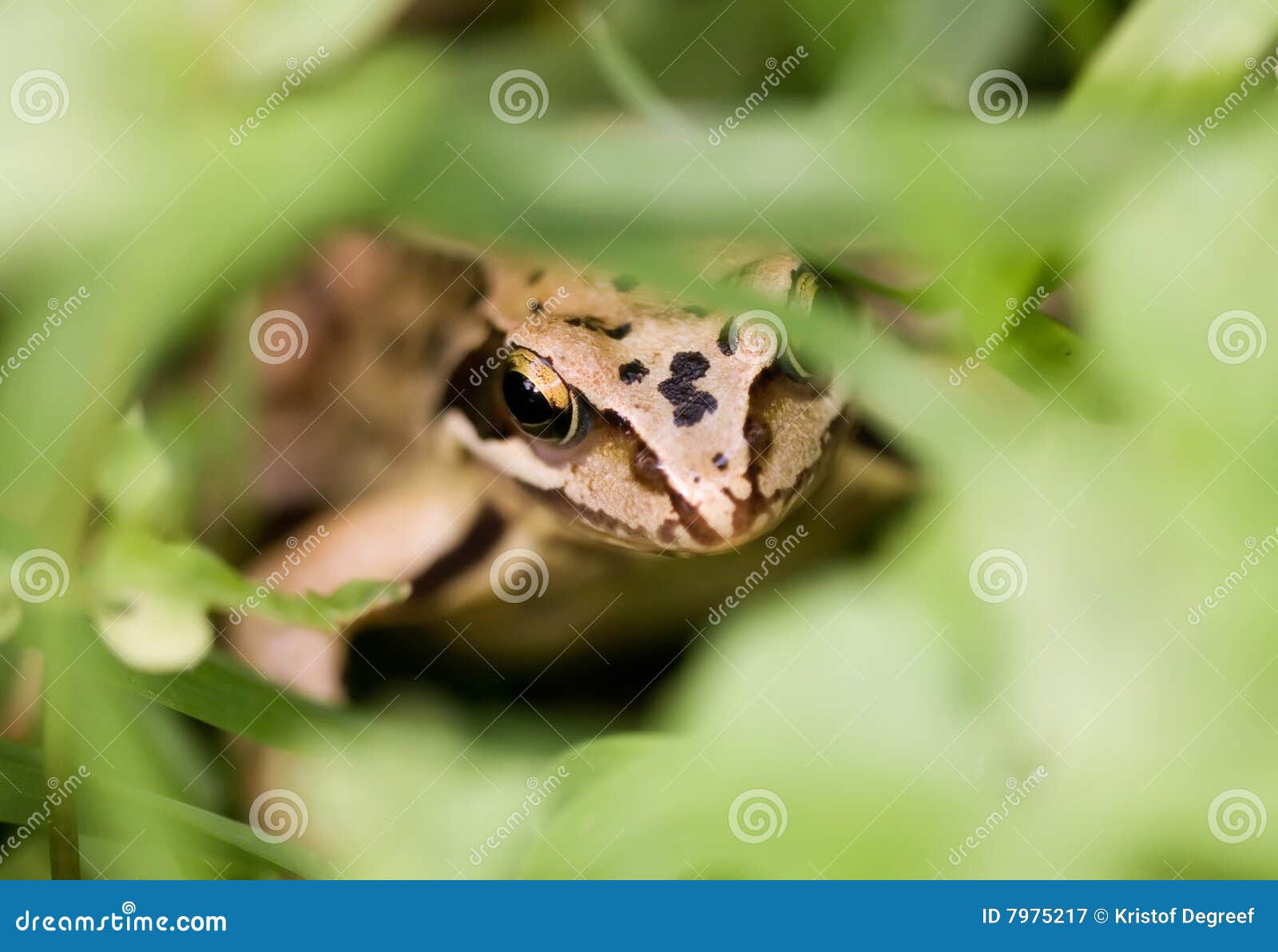 Hidden frog stock image. Image of amphibian, hidden, boyfriend - 7975217